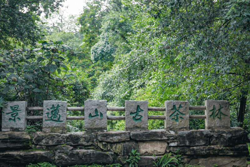 柏联普洱中期茶 景迈香 循岁月茶香古韵柏联普洱茶